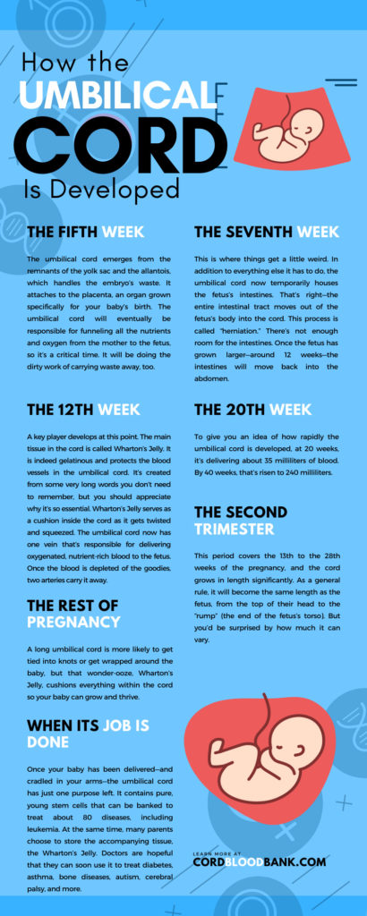 How the Umbilical Cord Is Developed